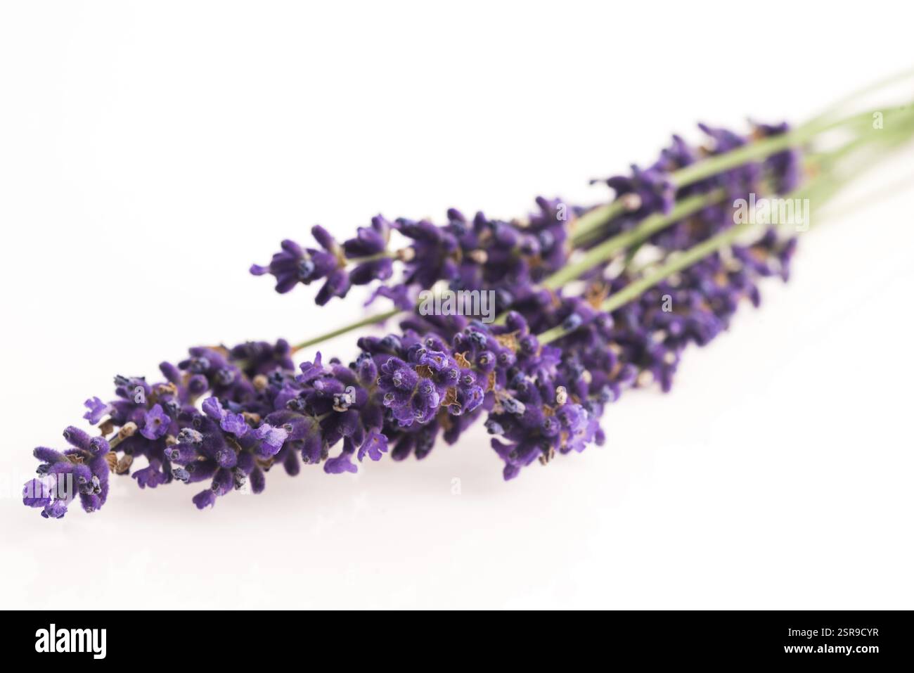 Blooming fragrant lavender flowers Cut Out Stock Images & Pictures - Alamy