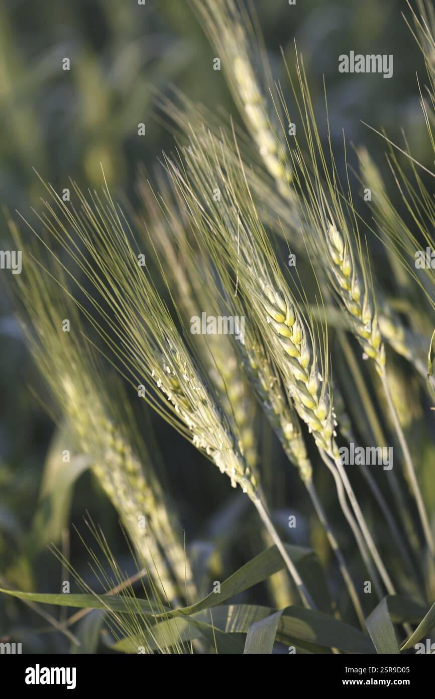 Grain, crop of wheat Gehun Triticum aestivum in field, Maharashtra ...