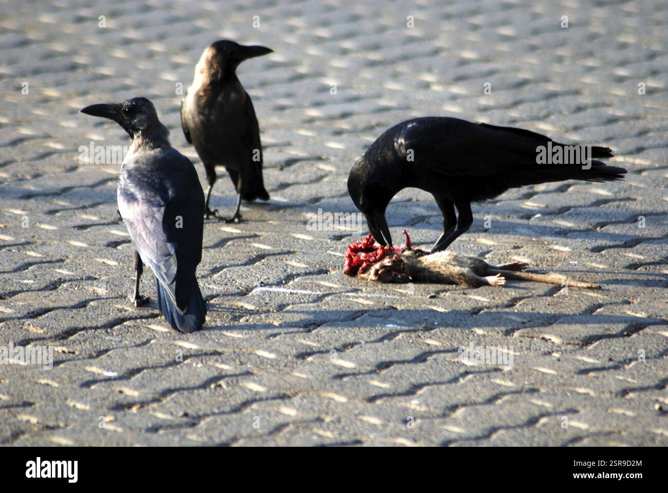 Crows eating dead rat on street at Bombay Mumbai, Maharashtra, India ...