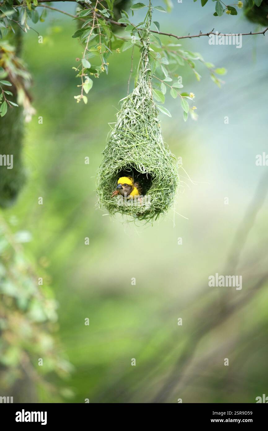 Baya weaver nest indian birds wild life india Stock Photo - Alamy