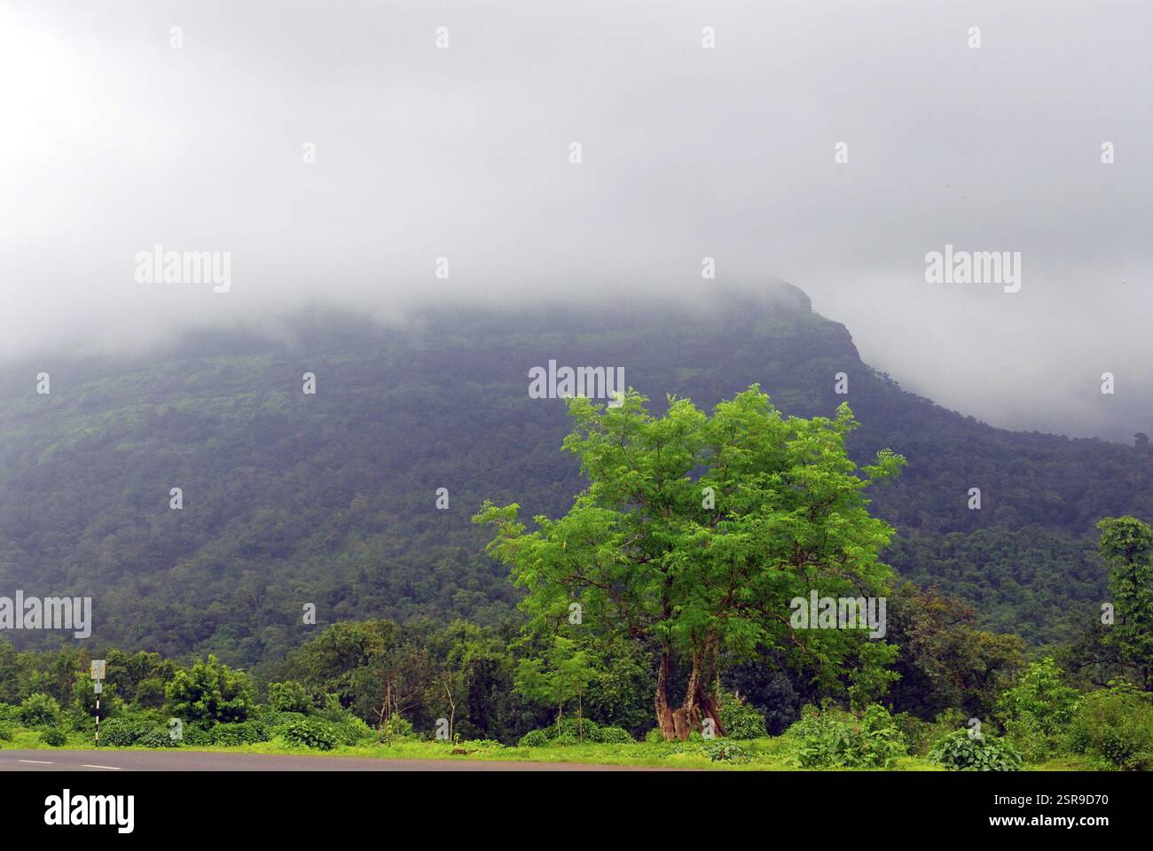 Greenery in monsoon, Malshej ghat, Maharashtra, India, Asia Stock Photo ...