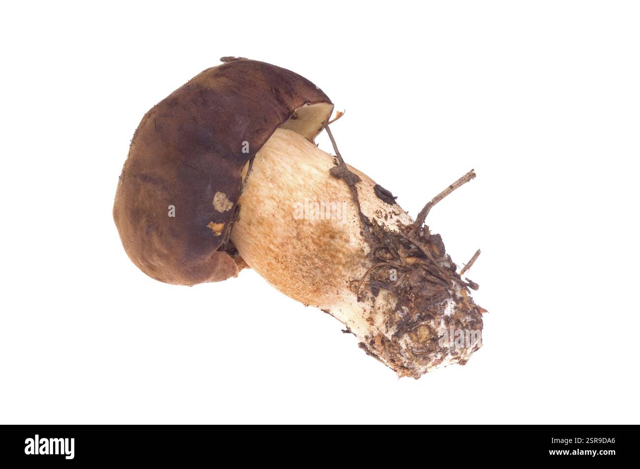 Red toadstool mushroom edible Cut Out Stock Images & Pictures - Alamy