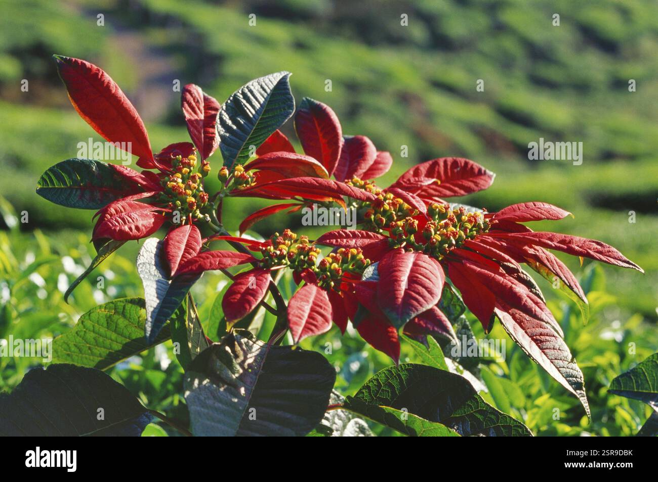 Flower, point Setia, Munnar, Kerala, India, Asia Stock Photo - Alamy