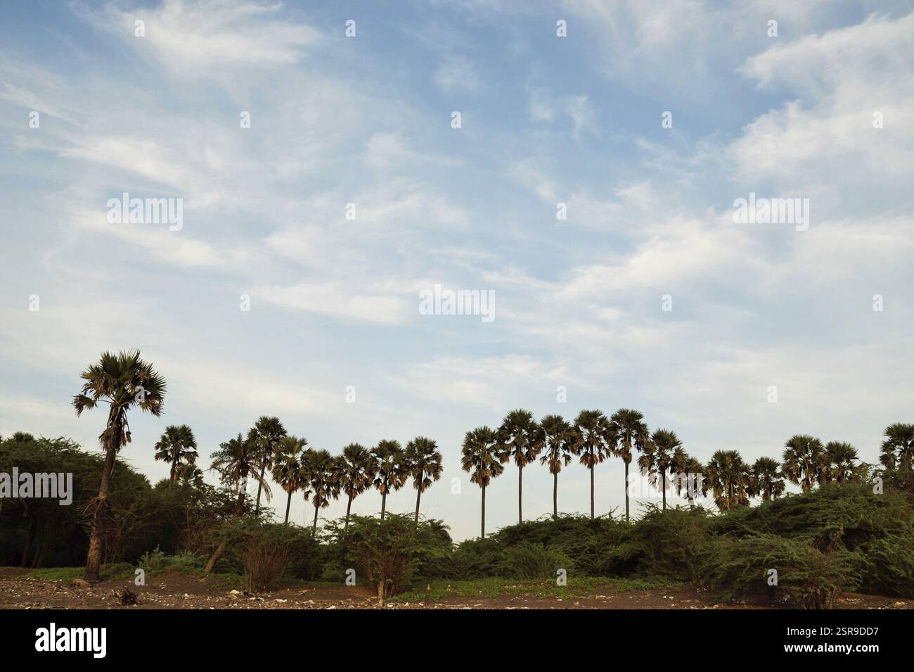 Palm trees, Bhagal beach, Valsad, Gujarat, India, Asia Stock Photo - Alamy