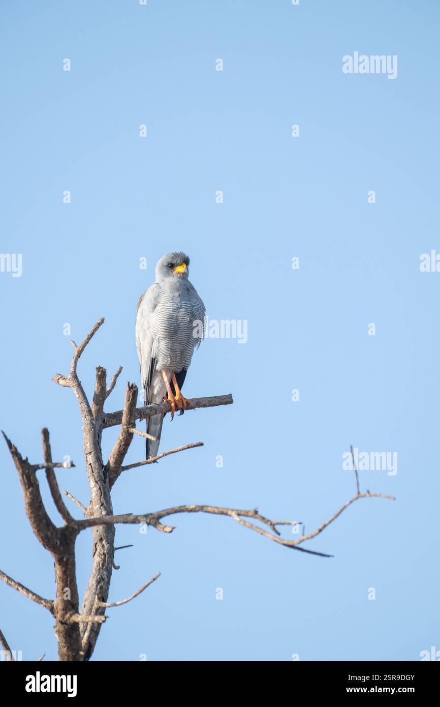 Eastern chanting-goshawk (Melierax poliopterus Stock Photo - Alamy