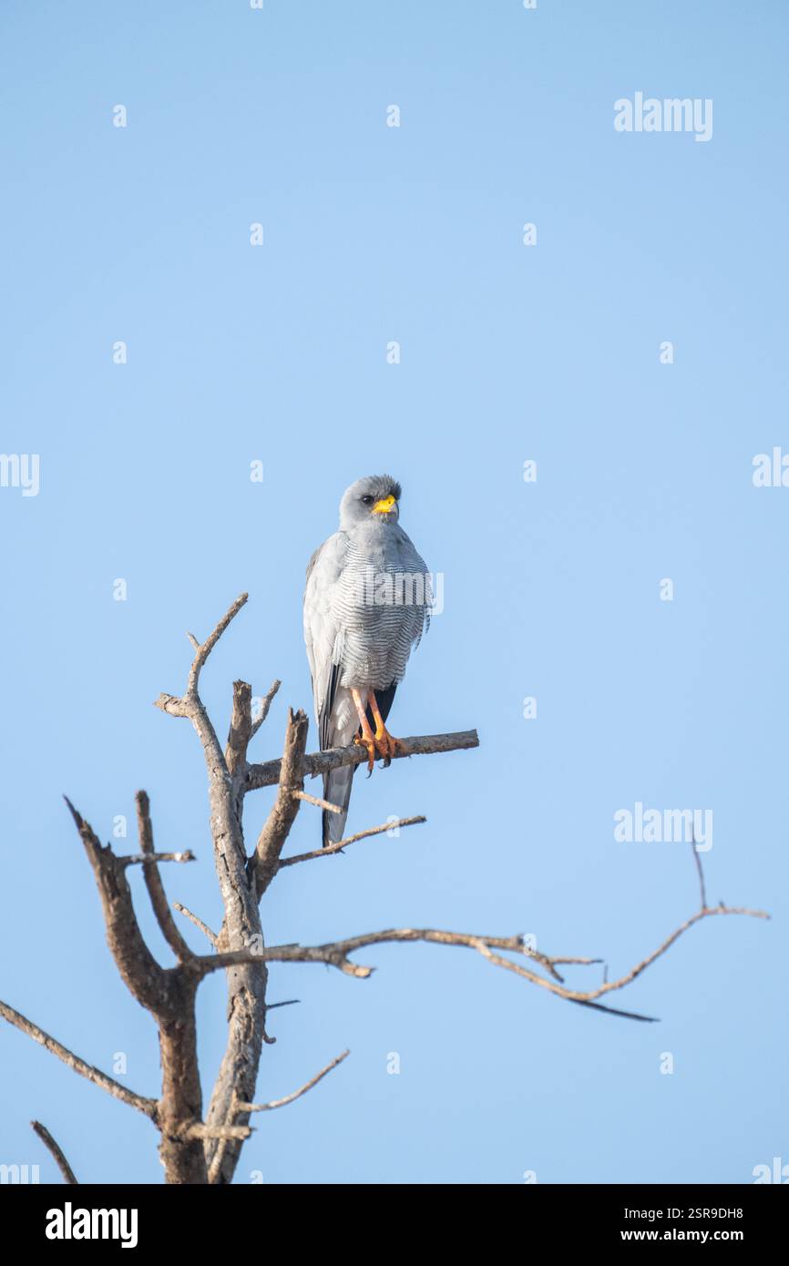 Eastern chanting-goshawk (Melierax poliopterus Stock Photo - Alamy