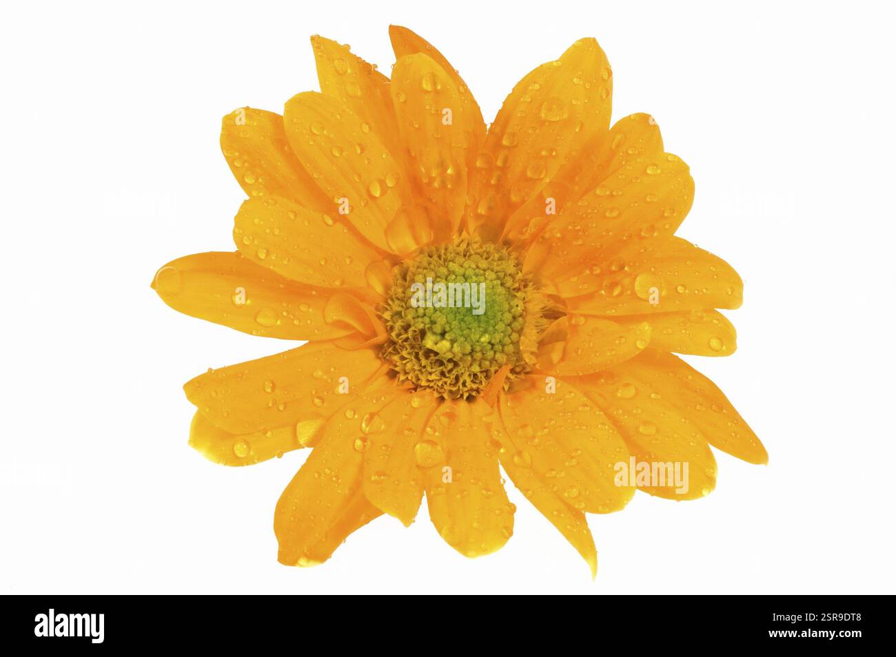 English garden flowers gardening Cut Out Stock Images & Pictures - Alamy