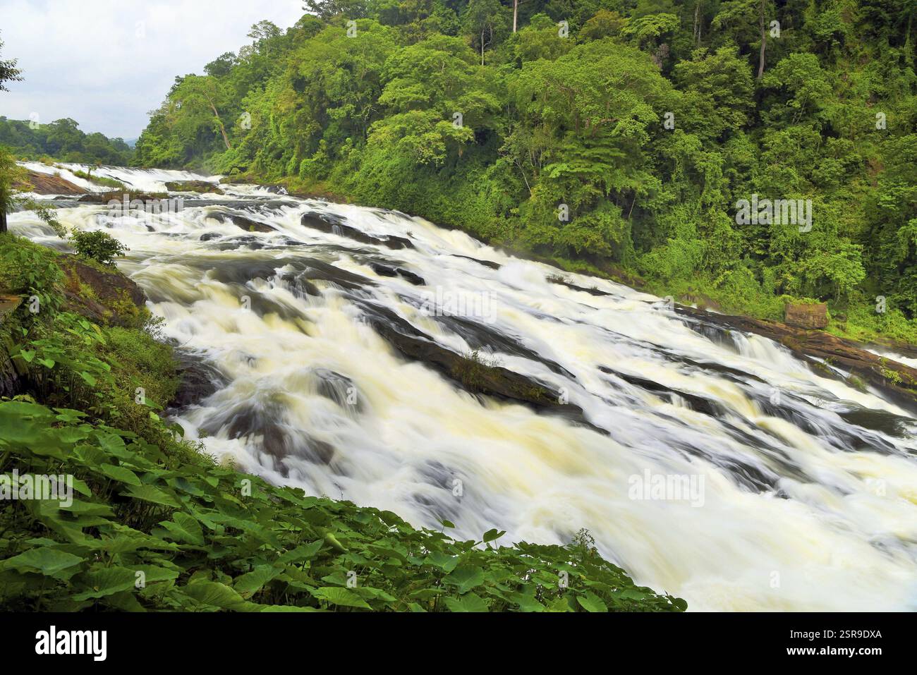 Charpa waterfalls, Chalakudy river, Thrissur, Kerala, India, Asia Stock ...
