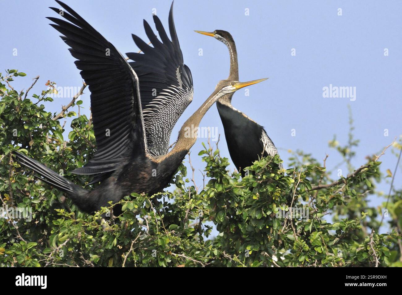 Birds, darter or snake bird anhinga rufa, Ranganthitto Bird sanctuary ...