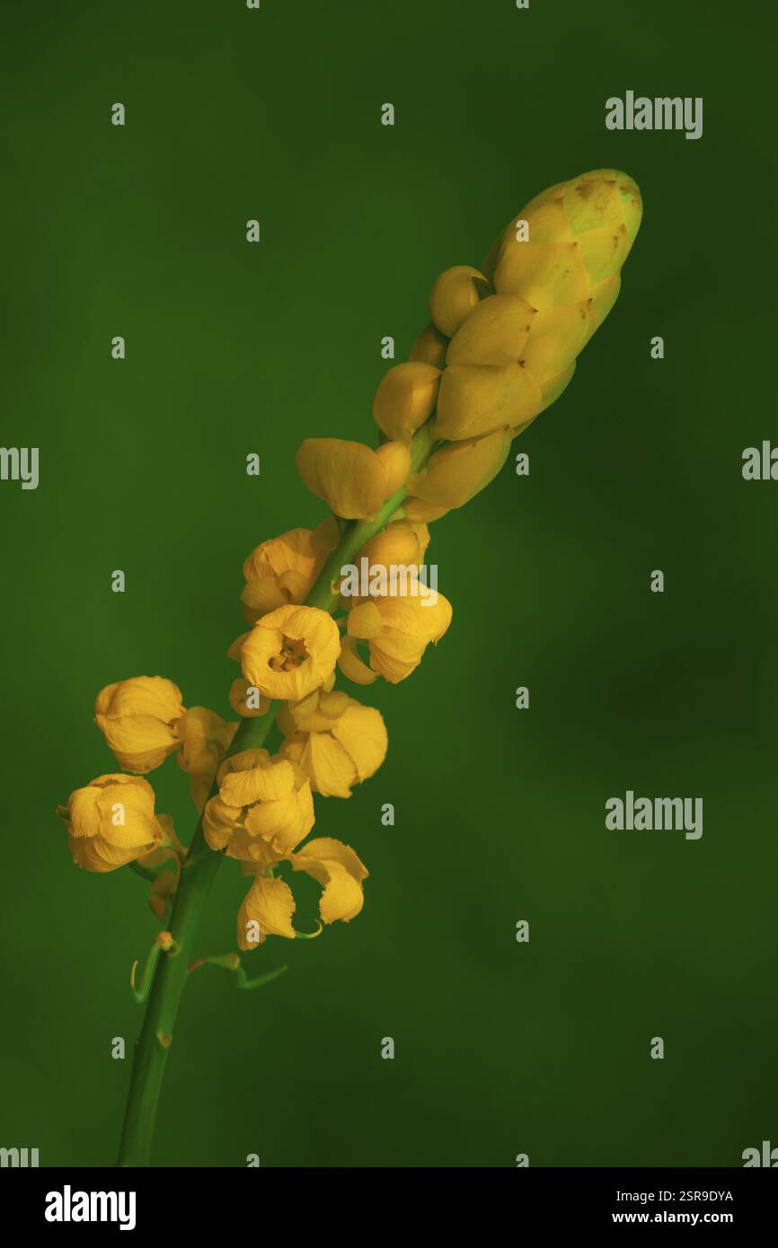 Candle bush flower, jagdalpur, chhattisgarh, India, Asia Stock Photo ...