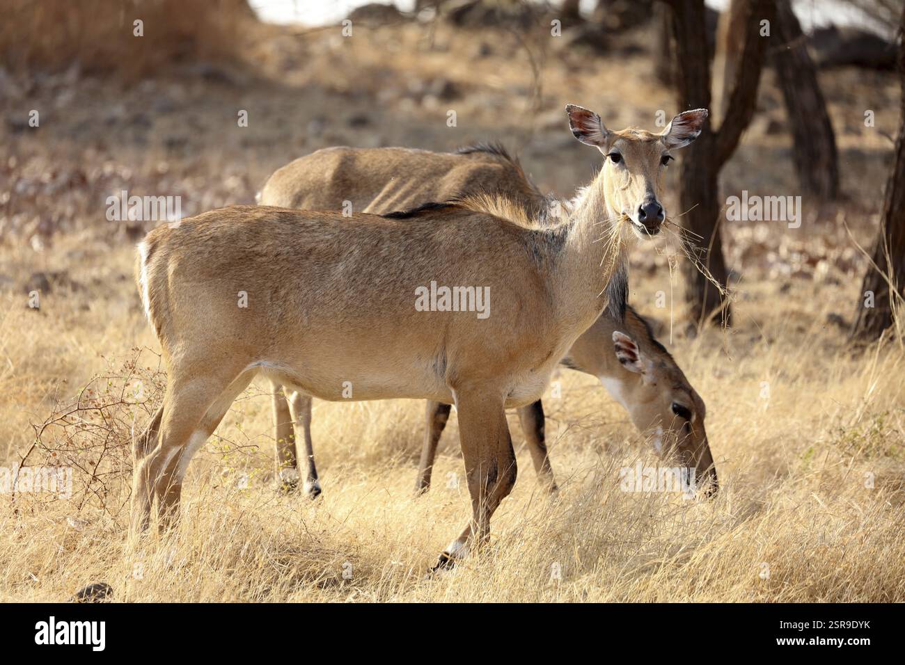Blue bull, sasan gir, Gujarat, India, Asia Stock Photo - Alamy