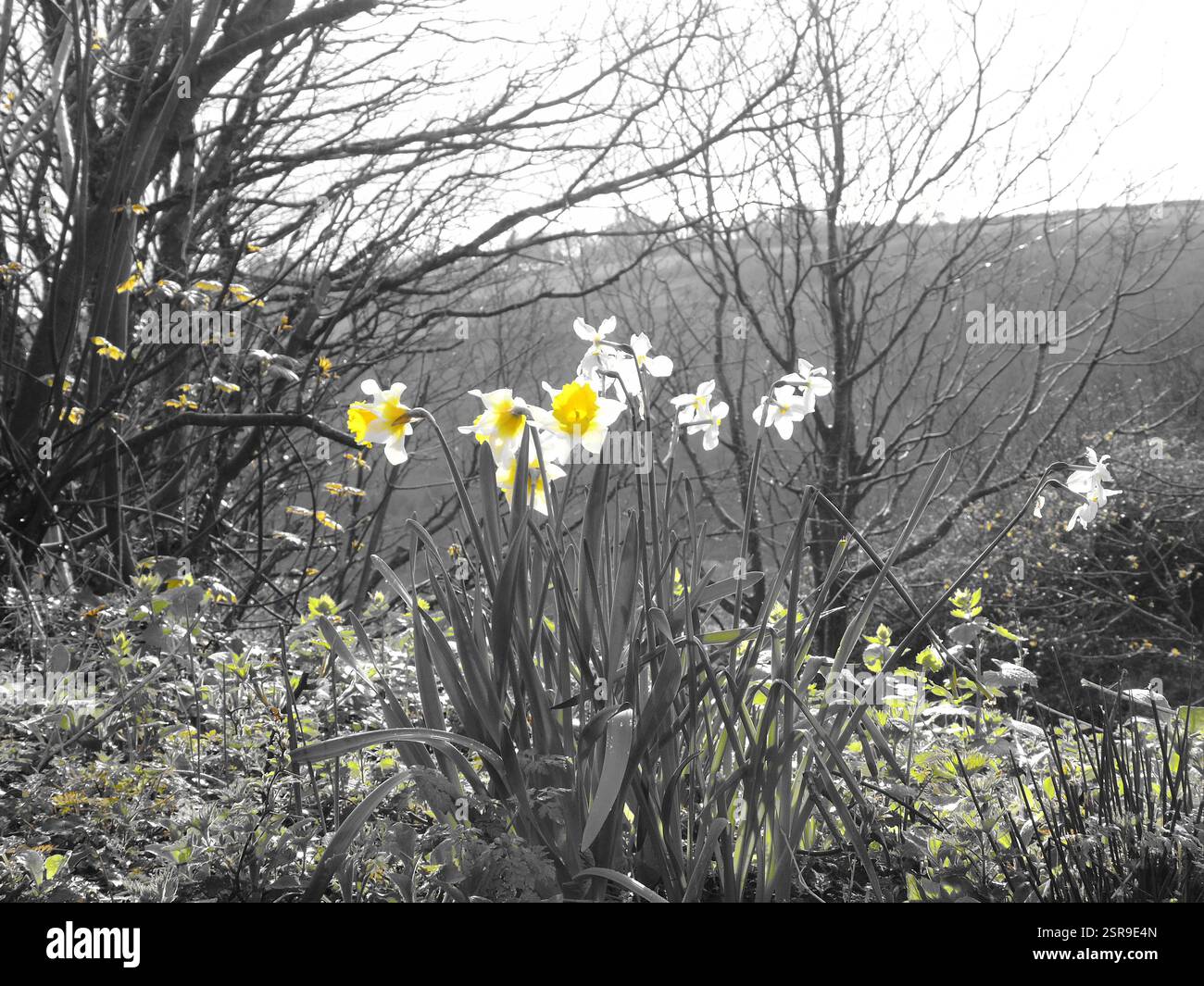 Welsh Daffodils in Spring Stock Photo - Alamy