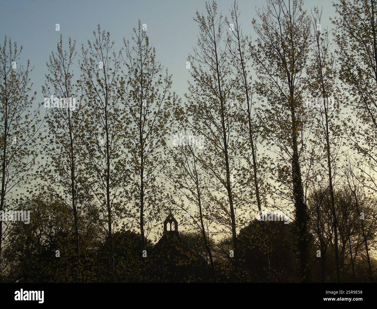 Sunlit trees hi-res stock photography and images - Alamy