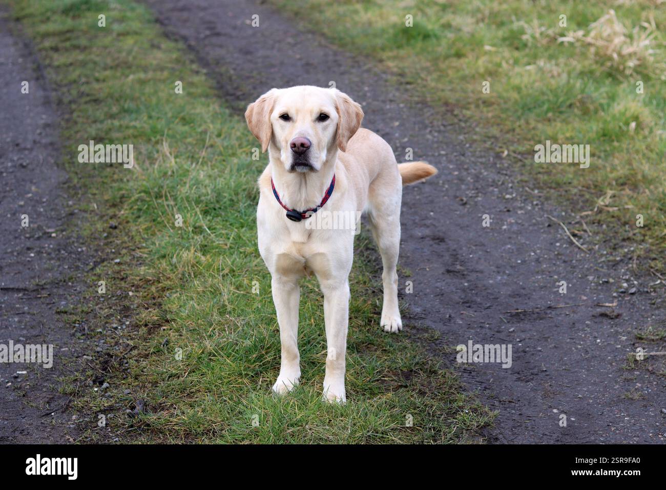 Labrador Retriever dog close up shot. Happy pet concept Stock Photo - Alamy