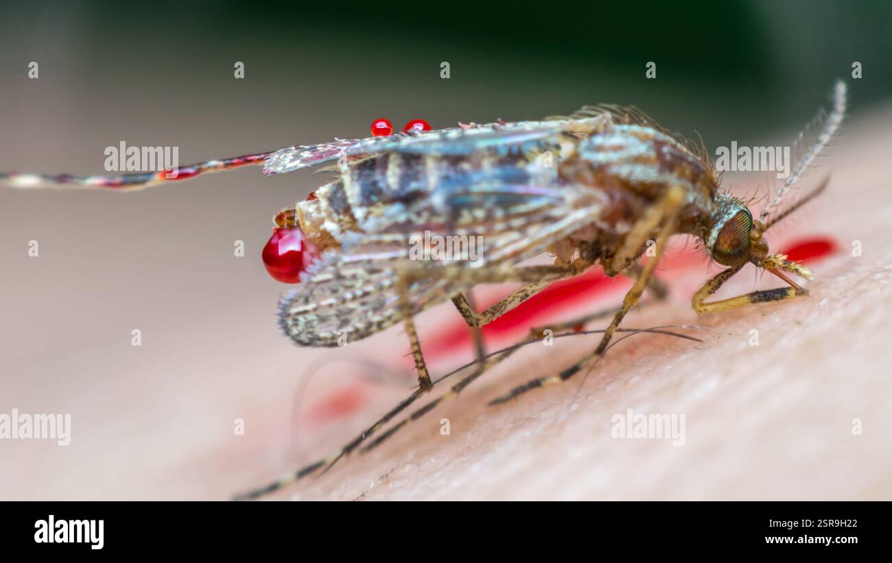 Macro of smashed mosquito (Aedes aegypti) sucking blood to died close ...