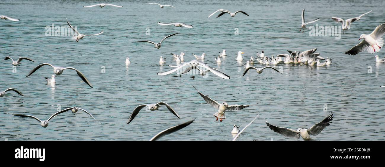 River gulls in flight. The flock of birds flying above the water Stock ...