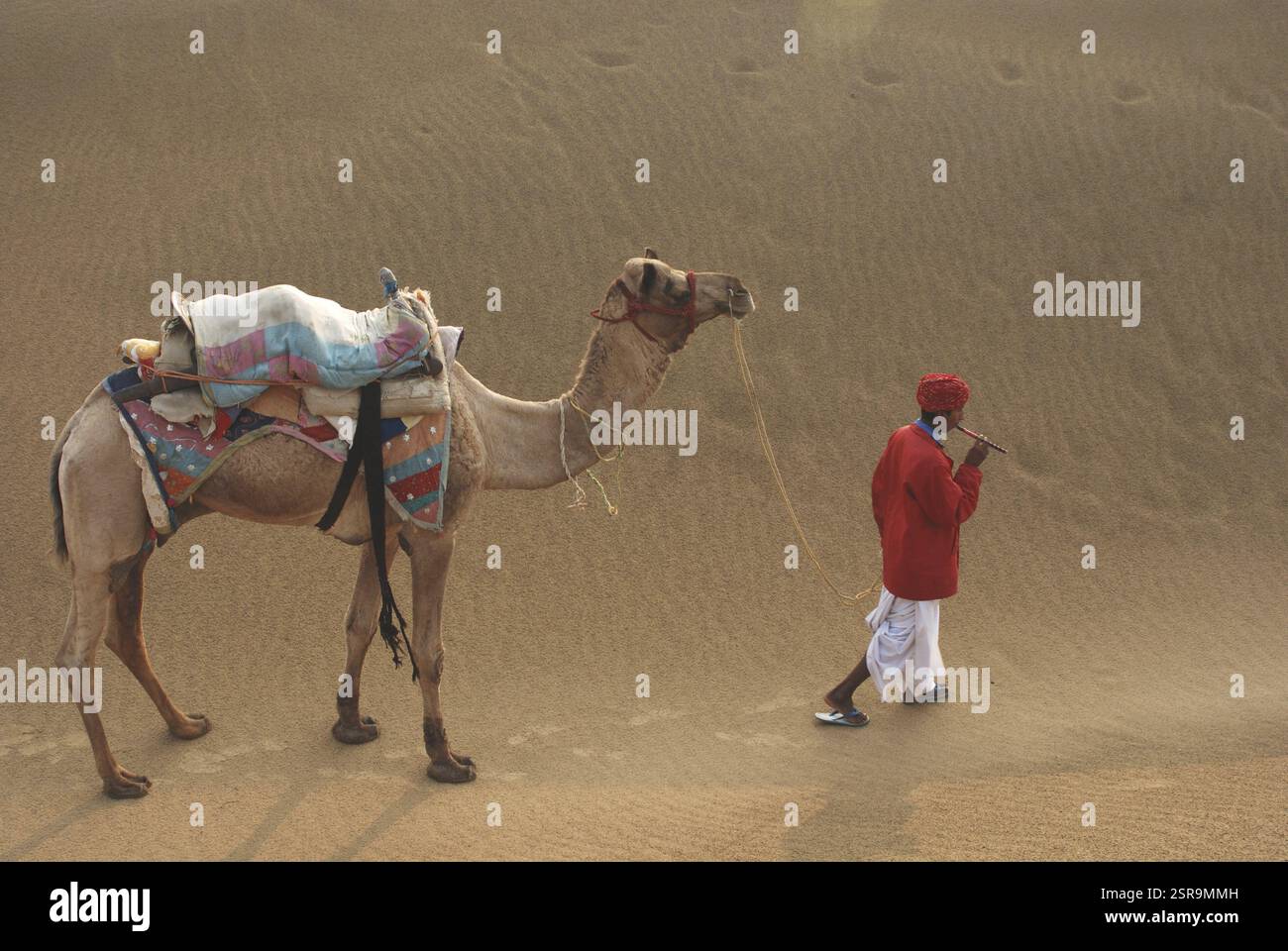 Camel with man playing flute crossing sand dunes of Khuri, Jaisalmer ...