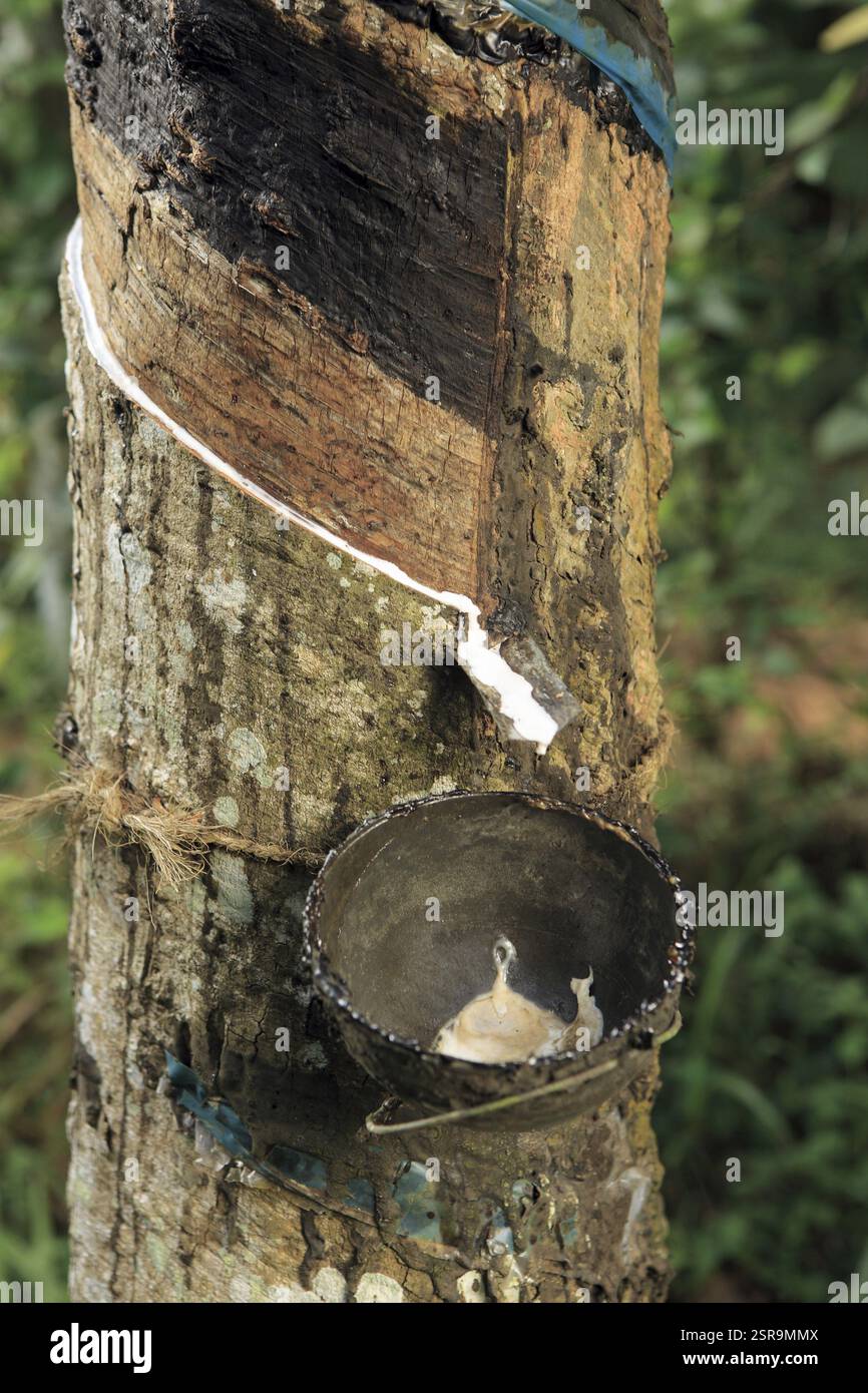 India rubber plant hi-res stock photography and images - Alamy