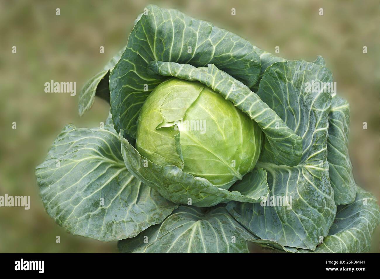 Green vegetable cabbage brassica oleracea var growing in field Stock ...