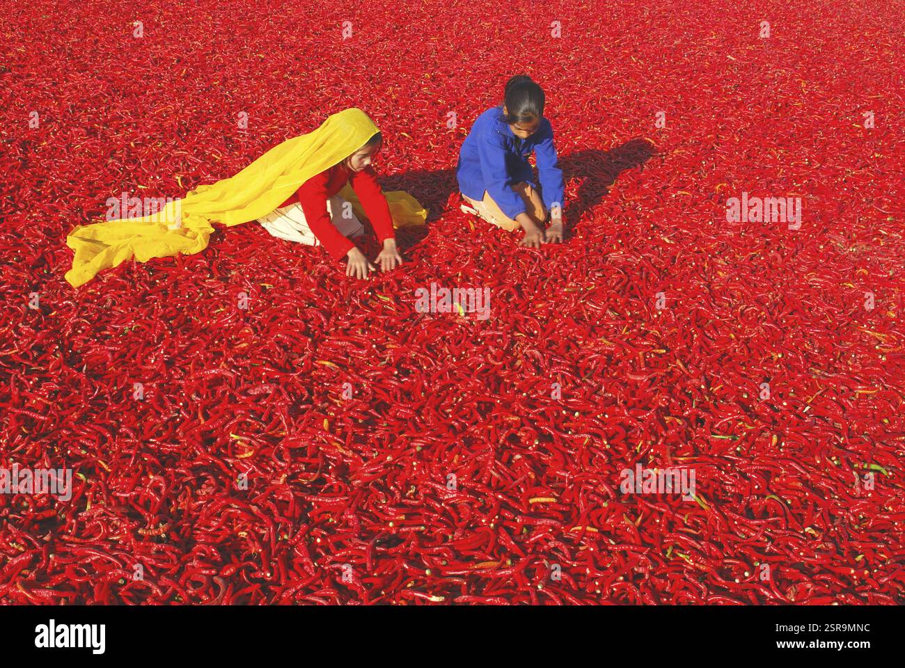 Girls drying red chilli pepper, Mathania, Jodhpur, Rajasthan, India MR ...