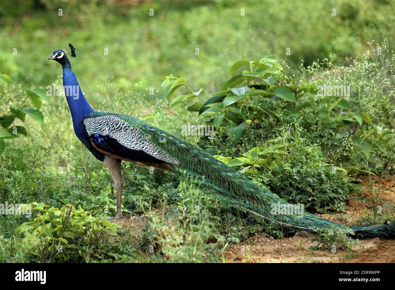 Peafowl at Kabani jungles Karnataka India Asia Stock Photo - Alamy