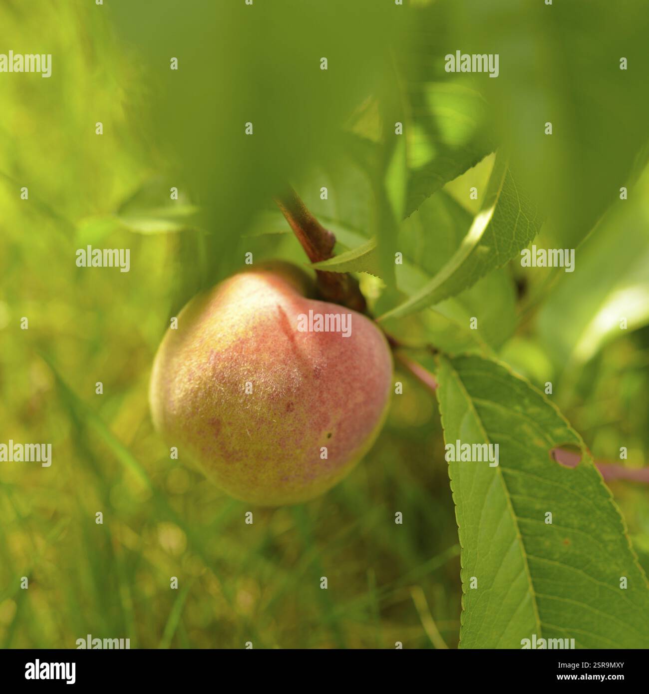 The peach, Prunus persica Stock Photo - Alamy
