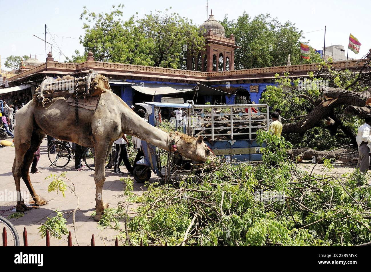 Camel eating tree leaves, Jodhpur, Rajasthan, India, Asia Stock Photo ...