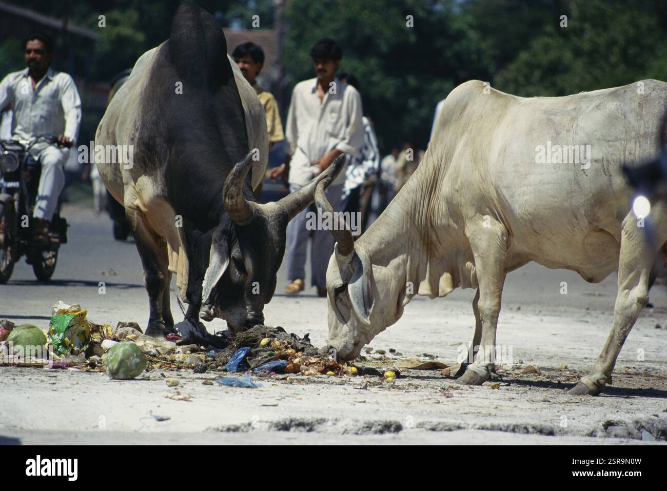 Cows eating garbage Stock Photo - Alamy