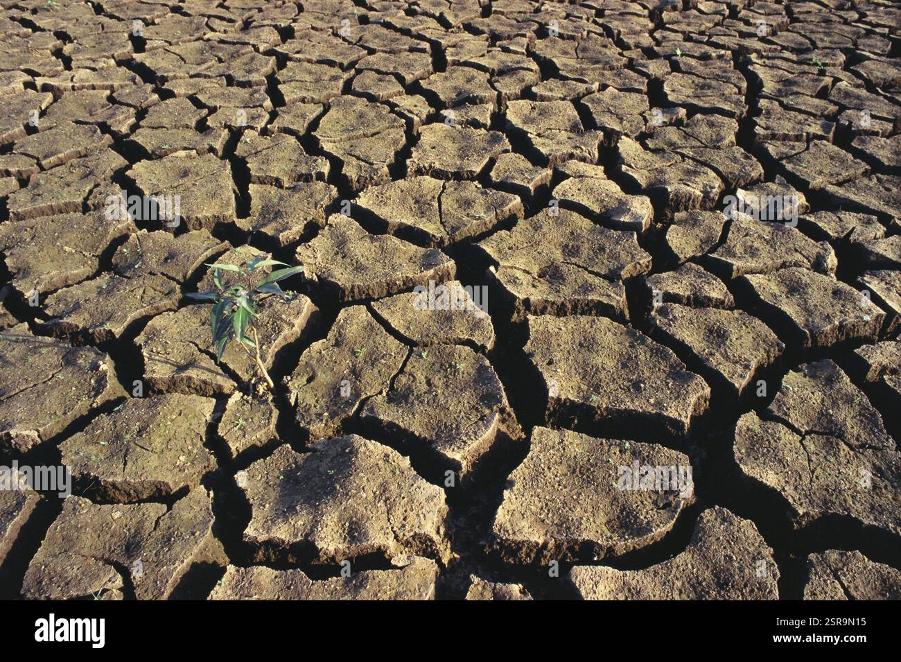 Clay pattern, prismatic structures in soil, India, Asia Stock Photo - Alamy