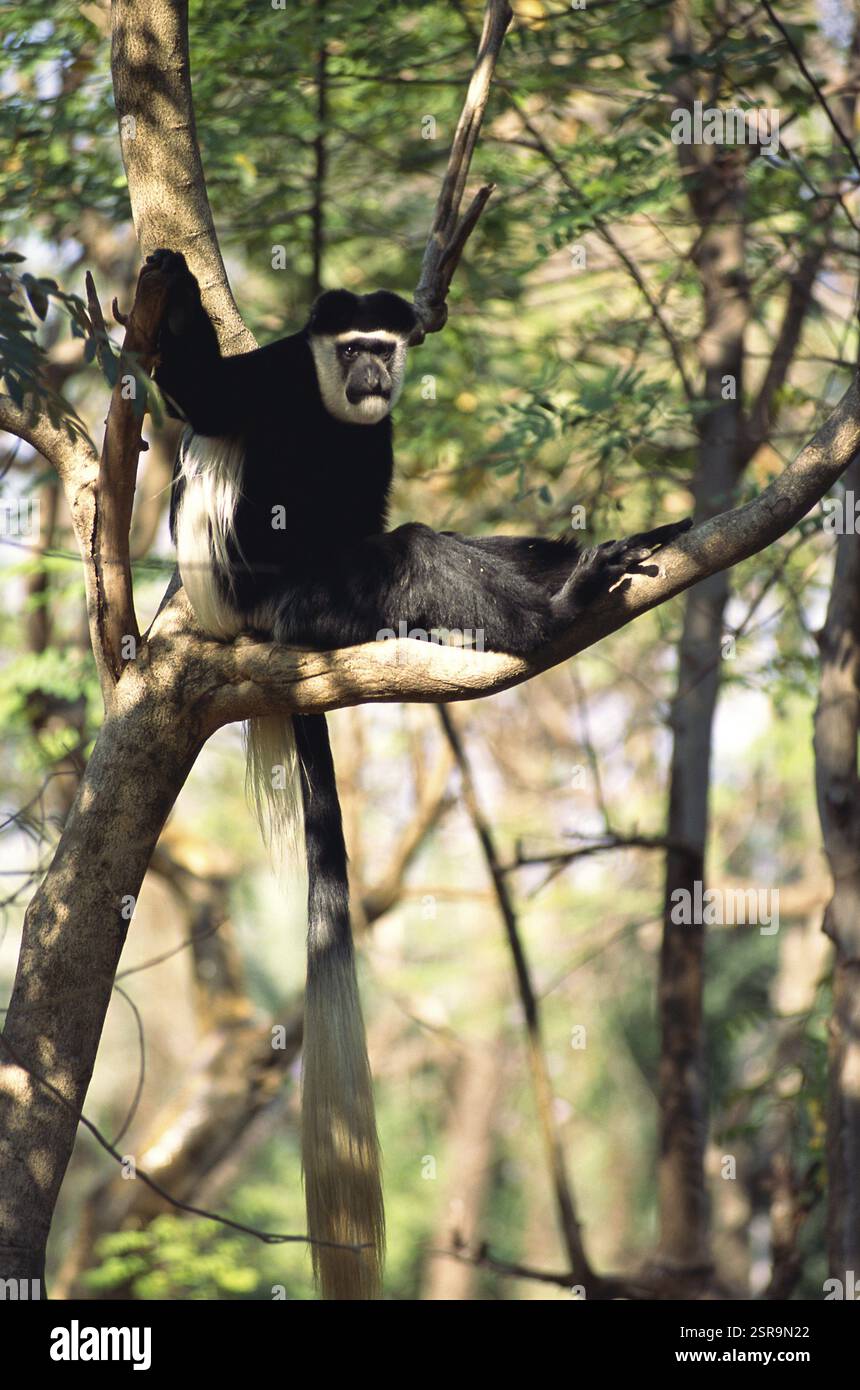 Columbus monkey sitting on tree in Hyderabad zoo, Andhra Pradesh, India ...