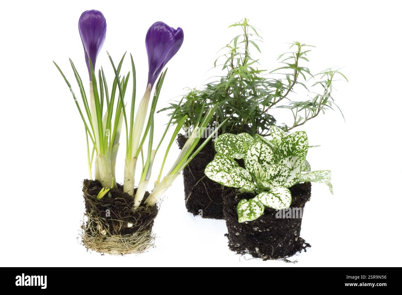 Spring flowers with root system Stock Photo - Alamy