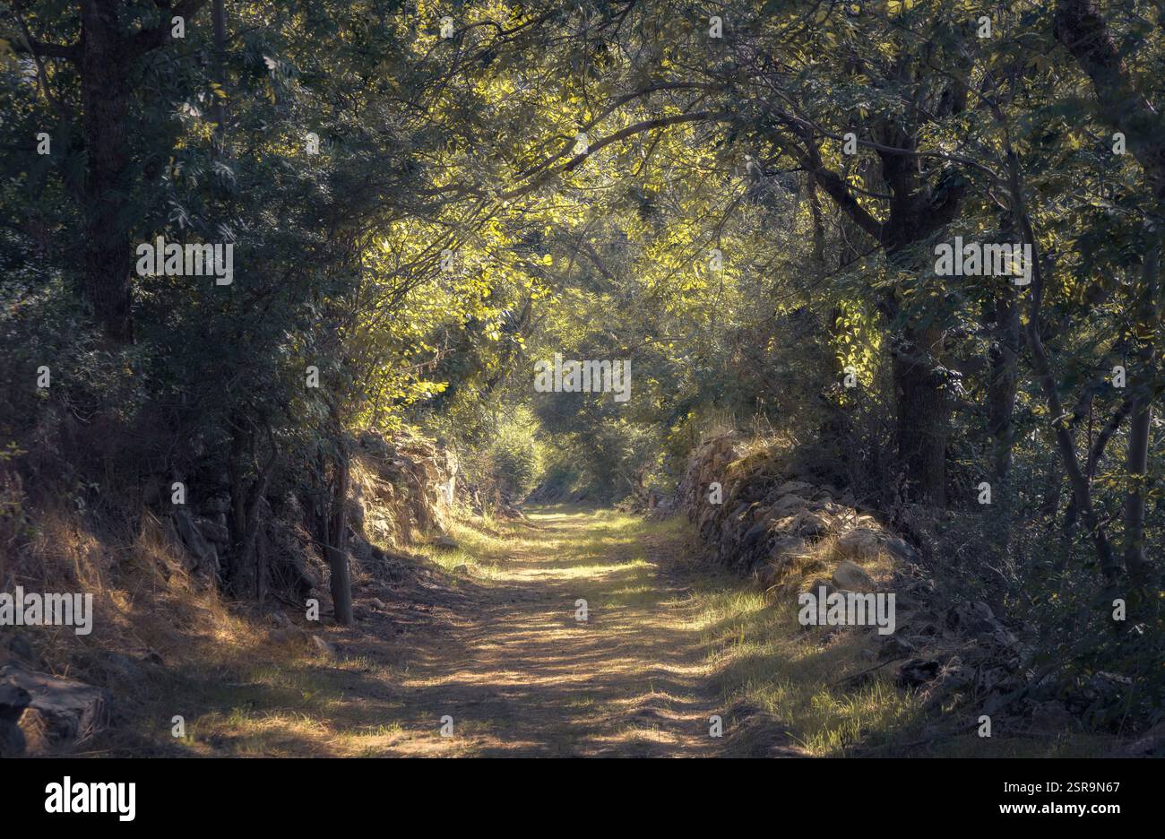A tranquil pathway bordered by vibrant trees beckons wanderers to ...