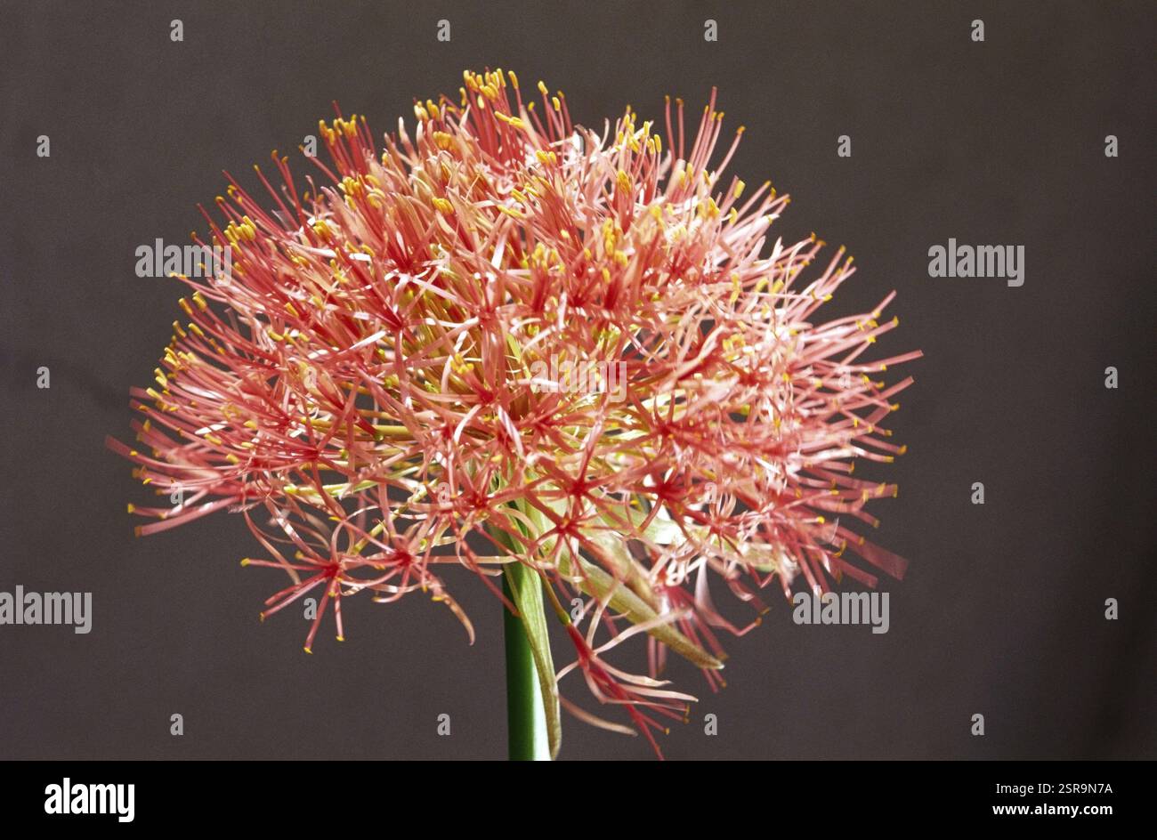May flower football lily, India, Asia Stock Photo - Alamy