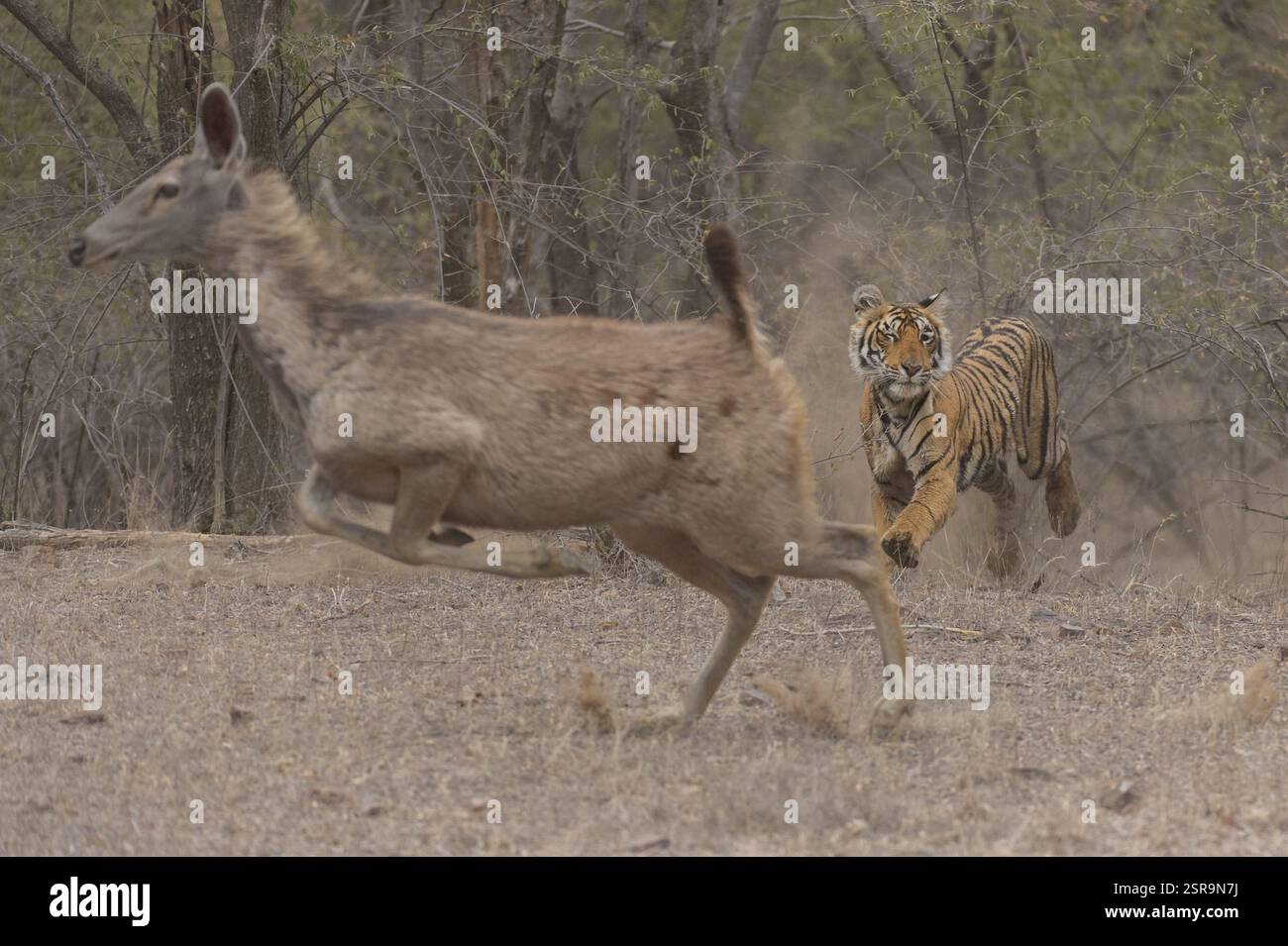 Tiger attack on Sambar deer in Ranthambhore national park, rajasthan ...
