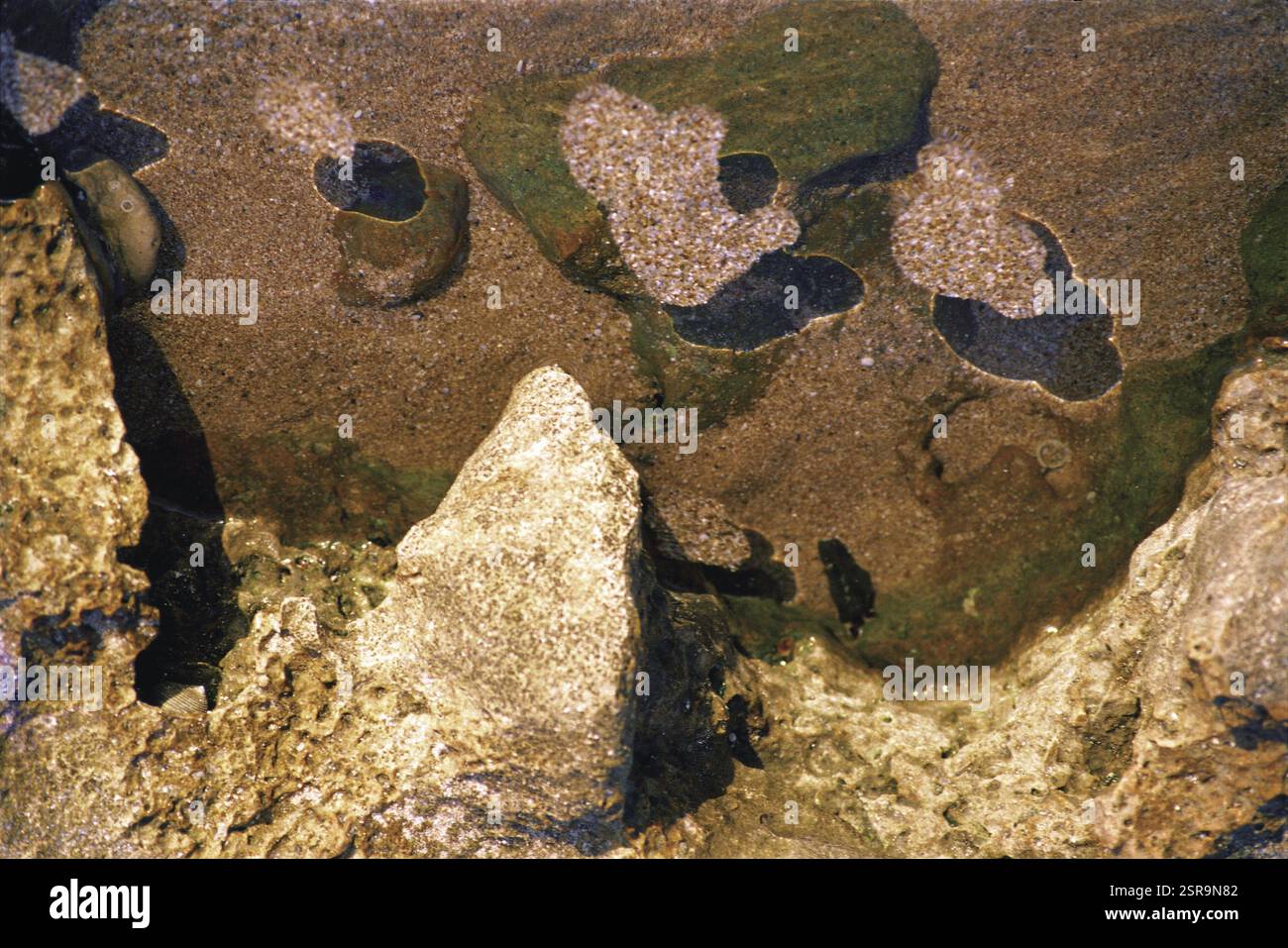 Sand floating on still puddle water, Porbandar, Gujarat, India, Asia ...