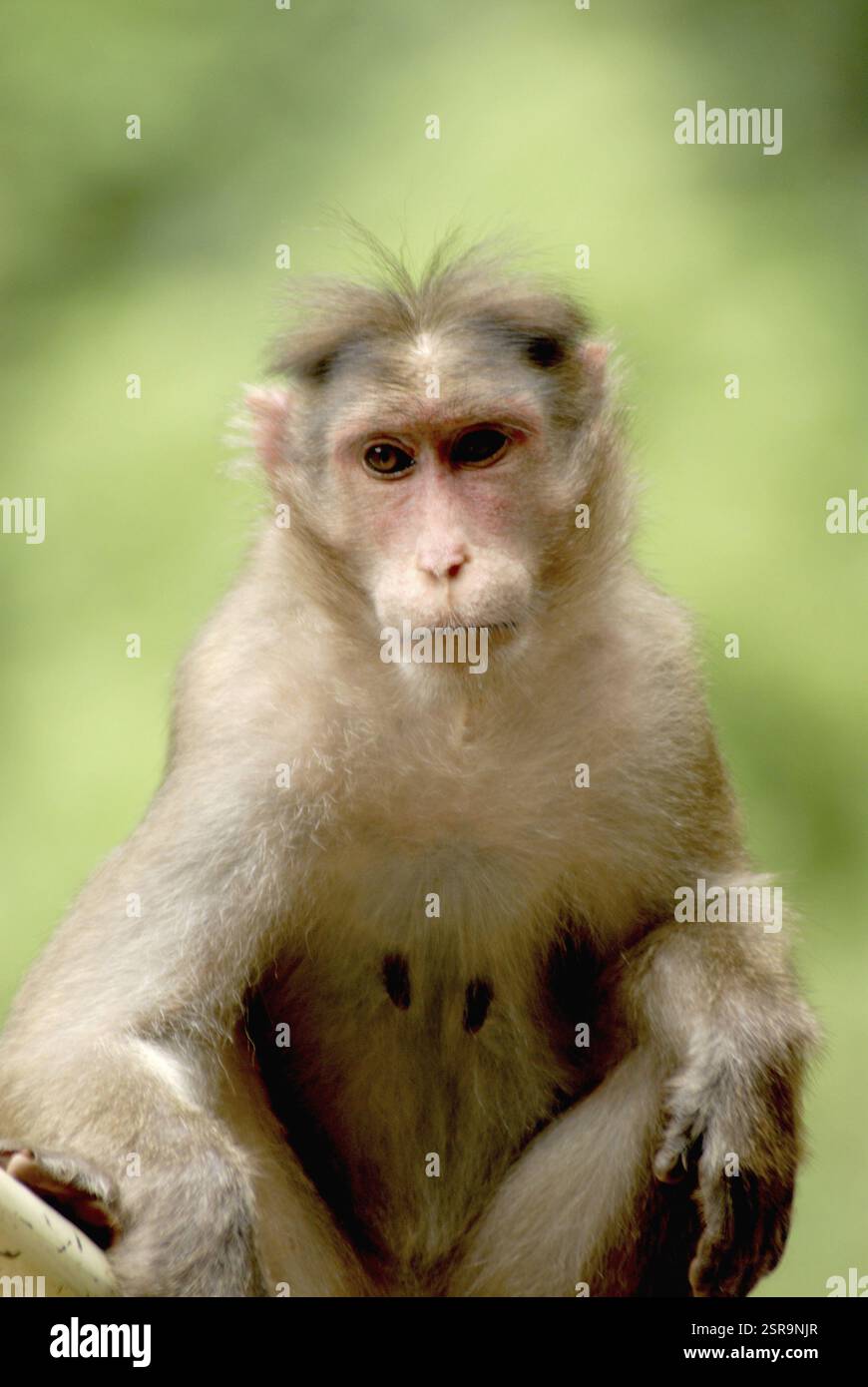 Konkan india hi-res stock photography and images - Alamy