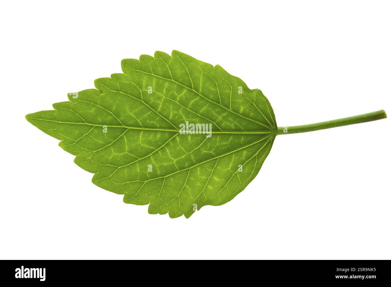 Close up shot blade Cut Out Stock Images & Pictures - Alamy