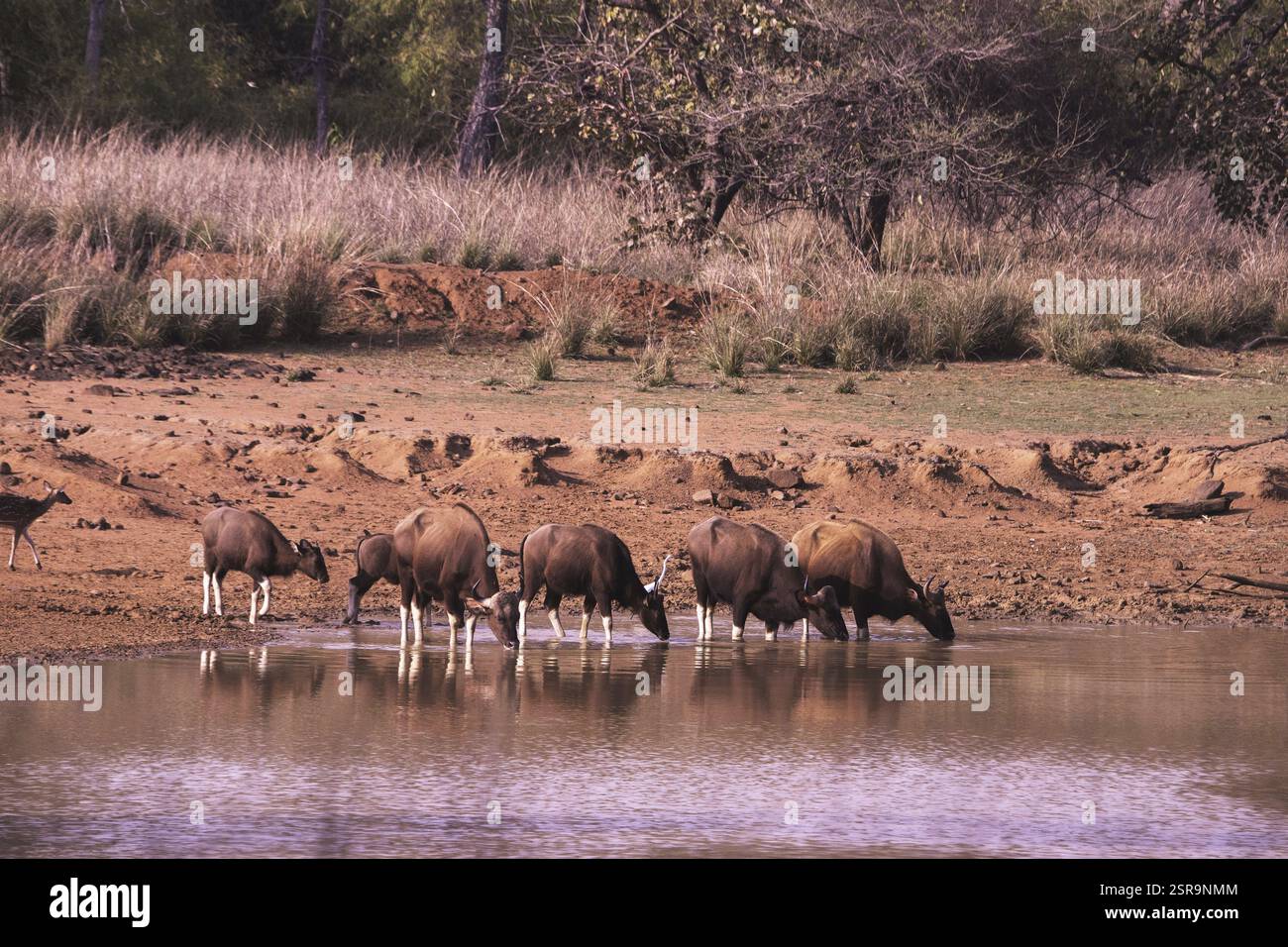 Bison drinking water, tadoba national park, sanctuaries, maharashtra ...