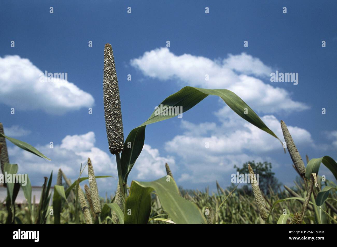 Bajra crop, Mahabaleshwar, Maharashtra, India, Asia Stock Photo - Alamy