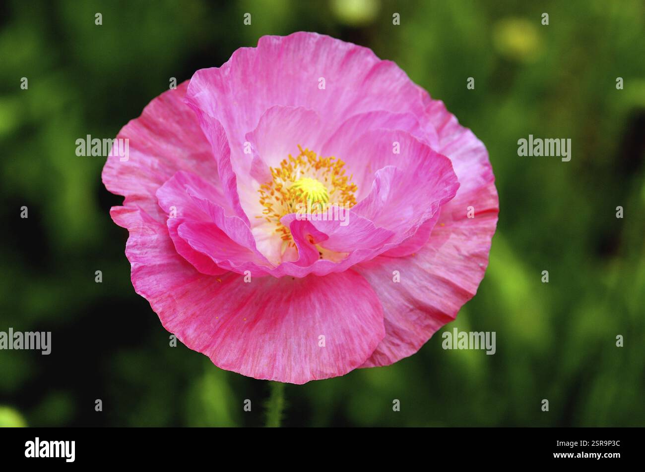 Poppy flower, Jammu and Kashmir, India, Asia Stock Photo - Alamy