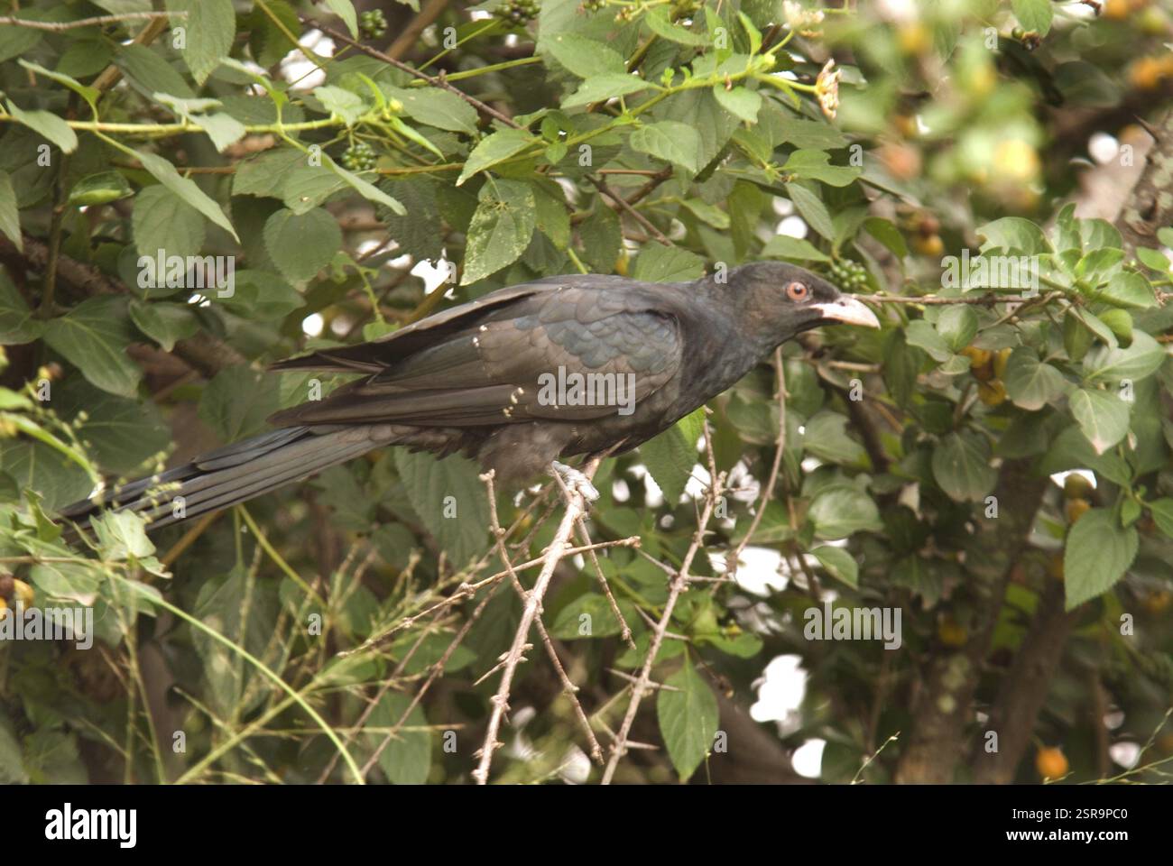 Birds, common cuckoo male koel eudynamys scolopacea at Lalbagh in ...