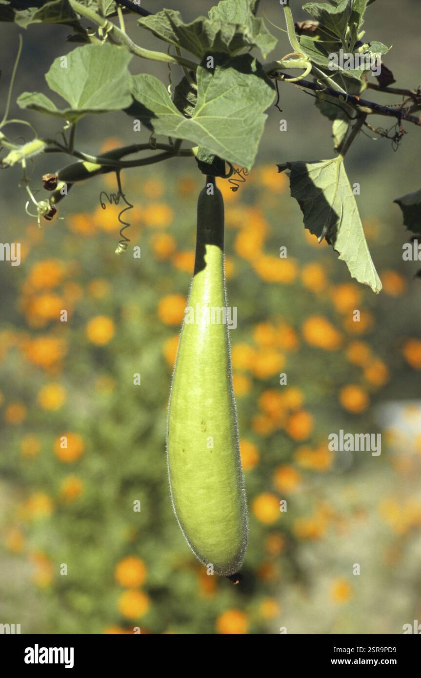 Vegetable, bottle gourds hanging Stock Photo - Alamy