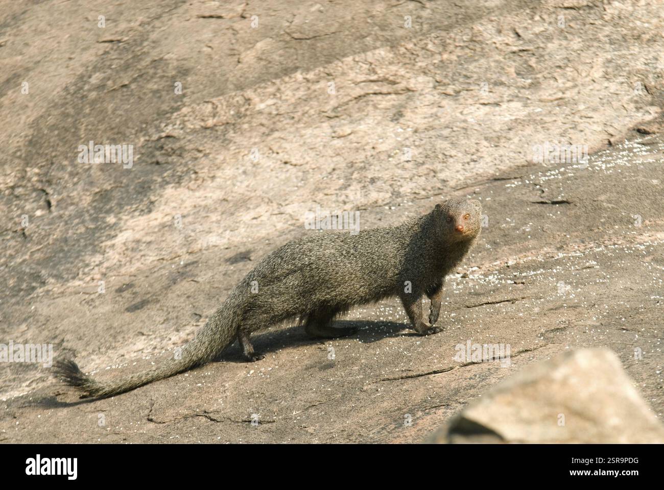 Common Mongoose herpestes edwardsi at Daroji Bear Sanctuary near Hampi ...