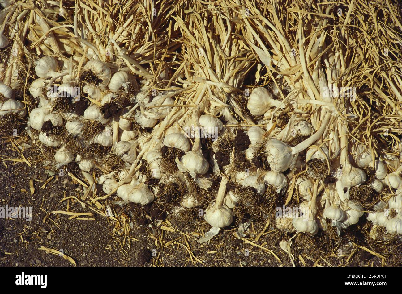 Indian spices, lasun crop garlic allium sativum Stock Photo - Alamy
