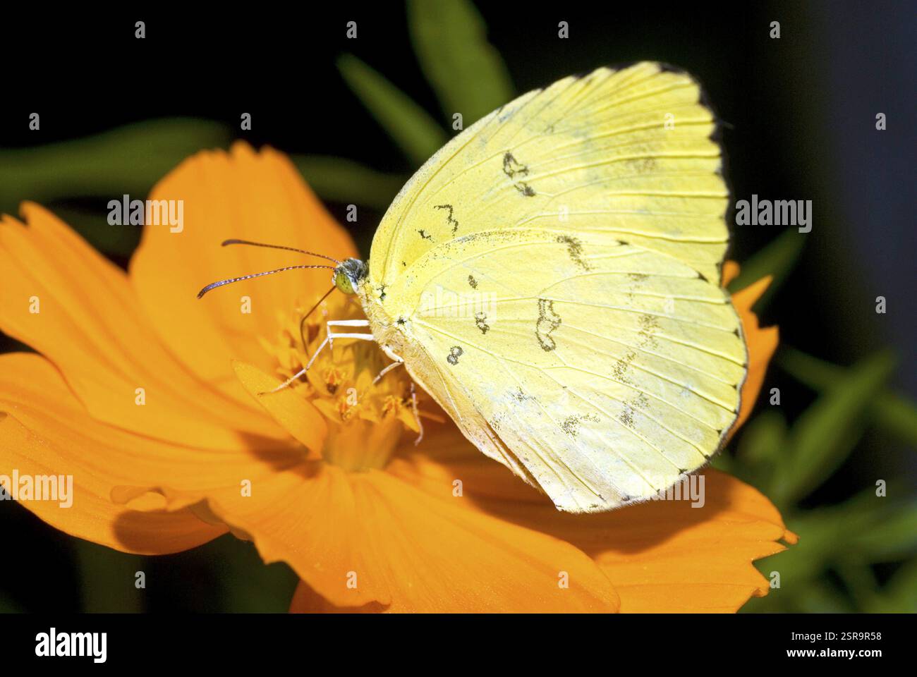 Insects, butterfly grass yellow pieridae sp drawing honey from flower ...