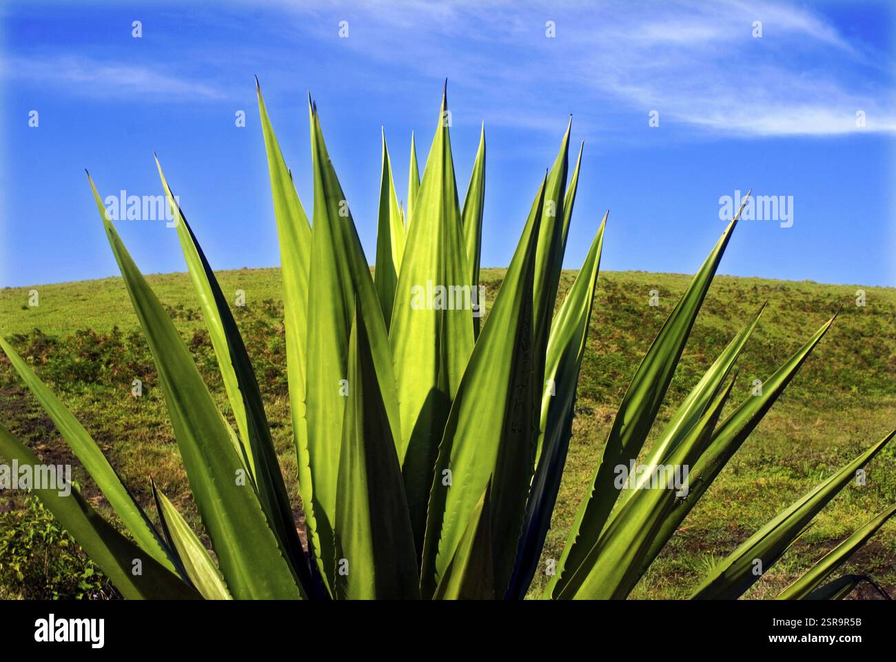 Vagamon meadows with spread of blade like leaf tips of yucca plant ...