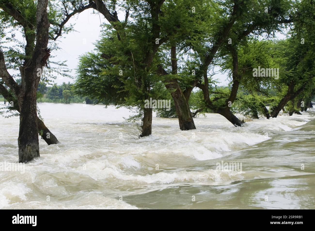 Trees in water of Kosi river flood of Bihar 2008 in Purniya district ...