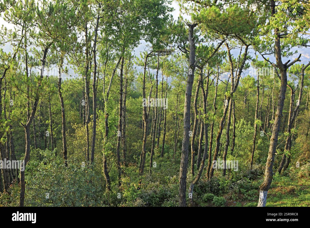 Sal trees in a forest, Meghalaya, India, Asia Stock Photo - Alamy