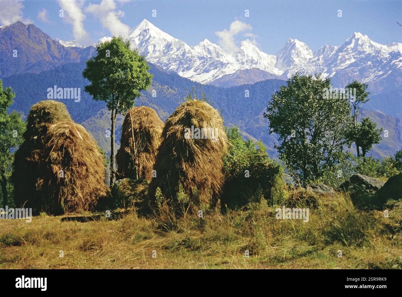 Panchachuli ranges as seen from Munsiyari, Uttarakhand, India, Asia Stock Photo - Alamy