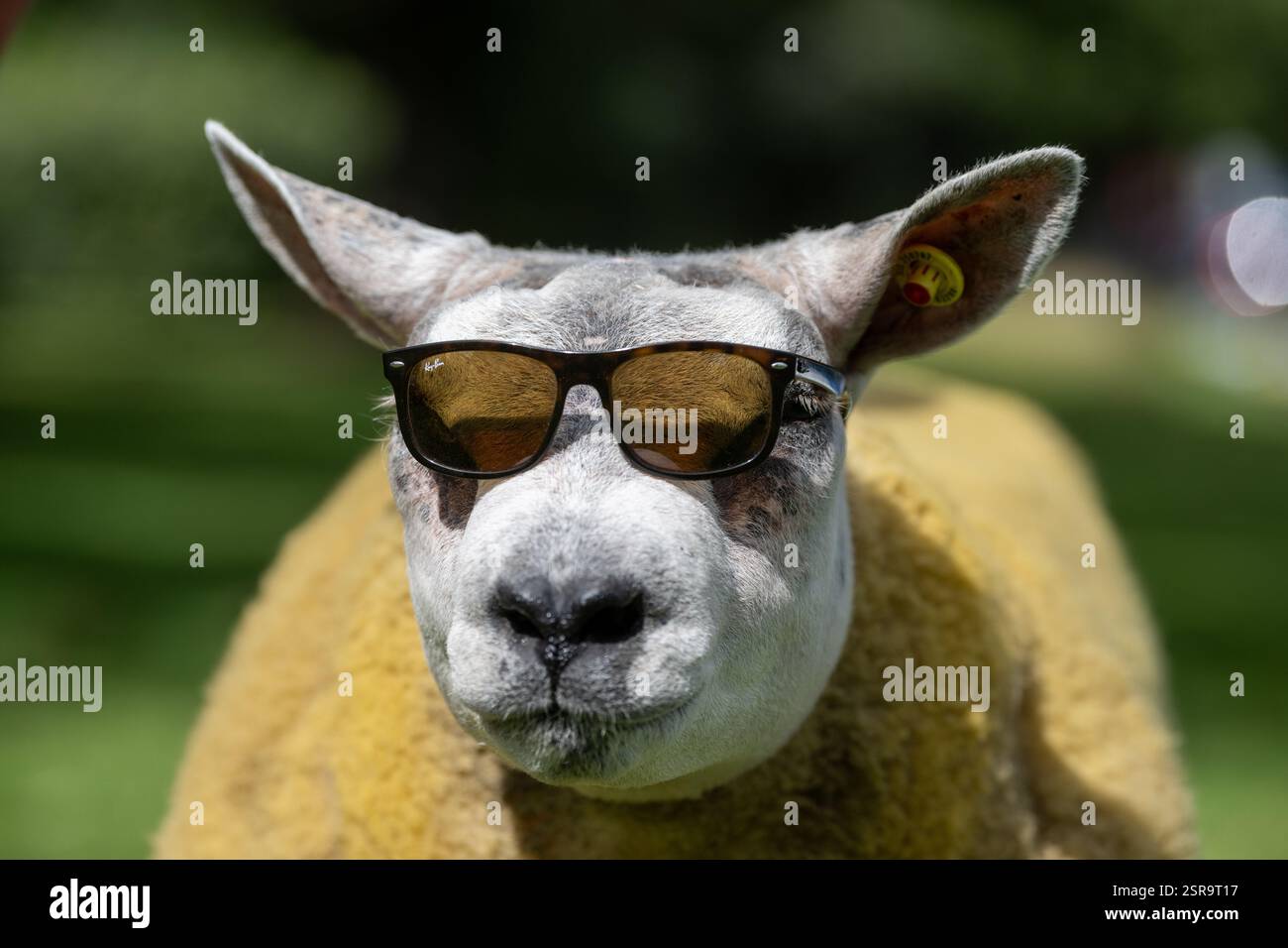 Sheep with sun glasses on. Cumbria, UK Stock Photo - Alamy